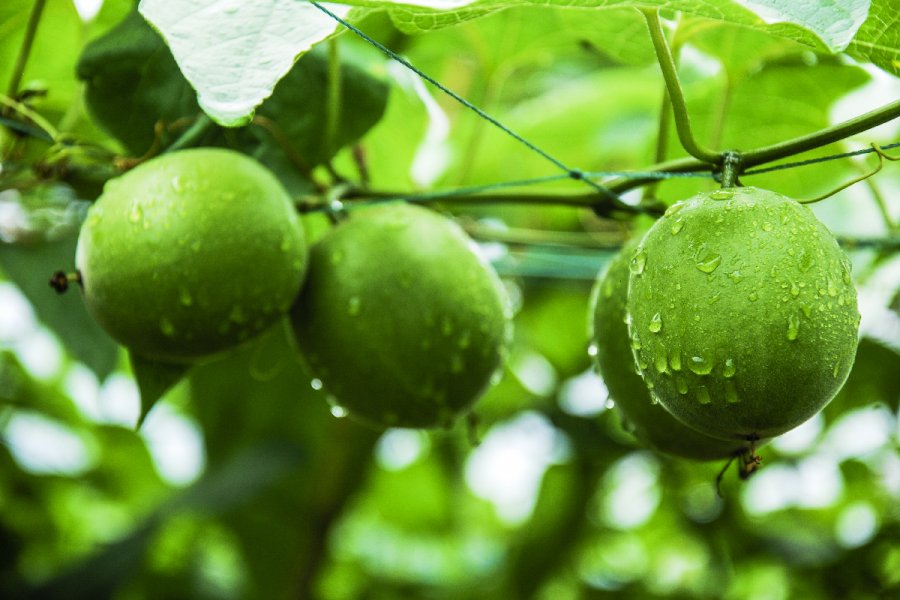 CSR Monk Fruit | CSR Sugar